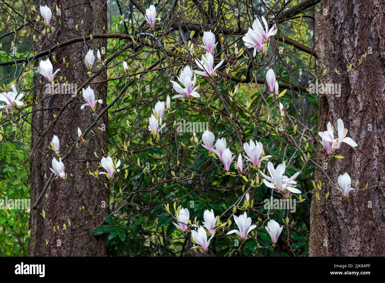 Magnolia blossoms and large redwood trees in the forest of Stanley Park ...