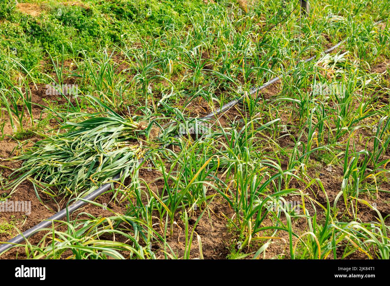 Harvest of fresh garlic during harvesting on farmer field Stock Photo ...
