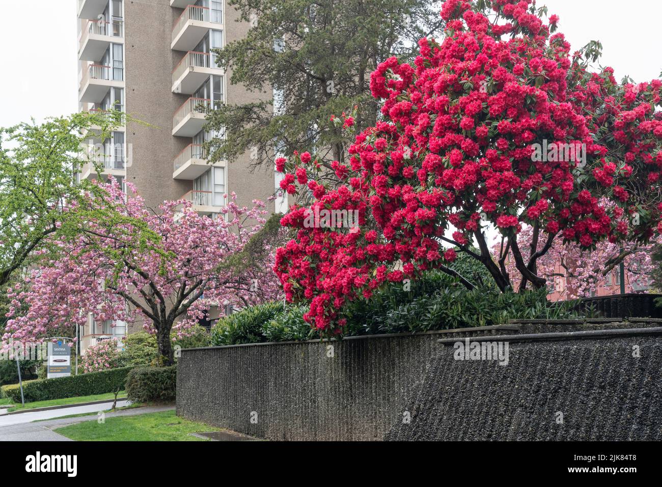 Decorative cherry trees in bloom in the residential streets of ...