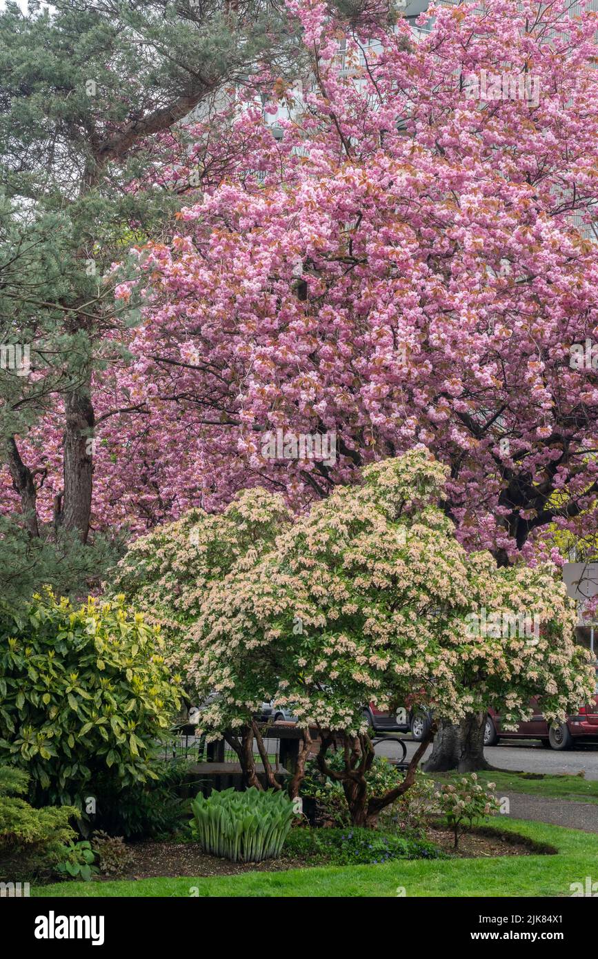 Decorative cherry trees in bloom in the residential streets of ...