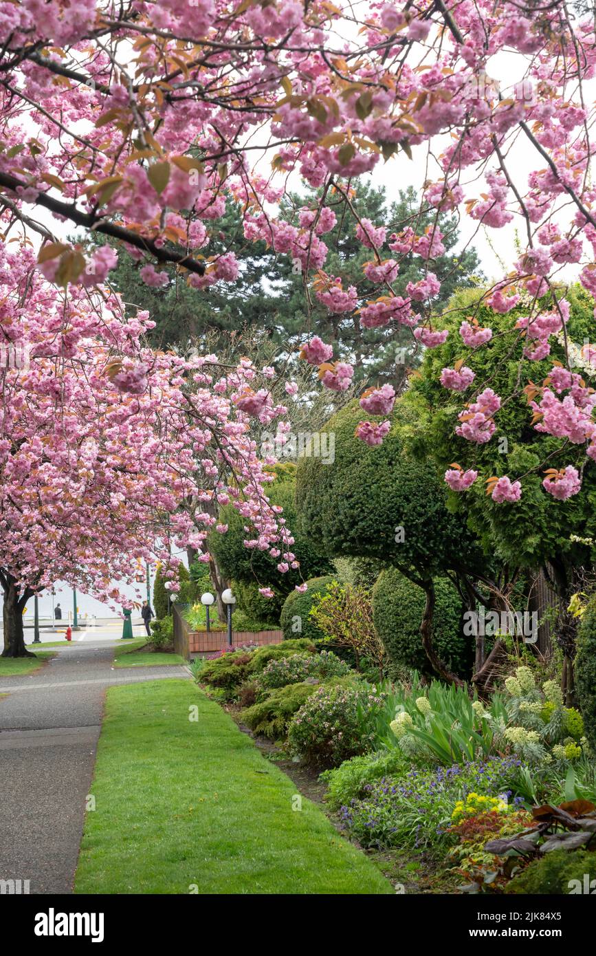 Decorative cherry trees in bloom in the residential streets of ...