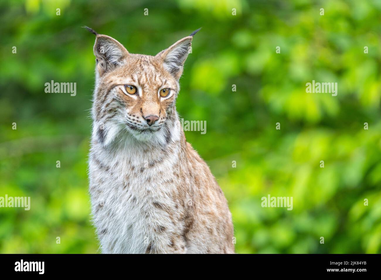 Lynx portrait face hi-res stock photography and images - Alamy