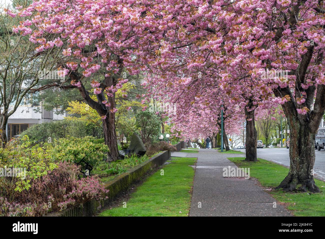 Cherry bloossoms hi-res stock photography and images - Alamy