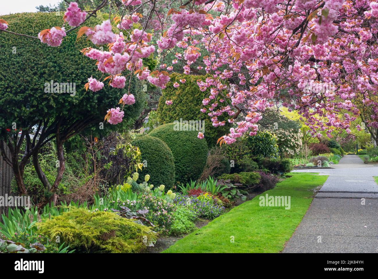 Decorative cherry trees in bloom in the residential streets of ...