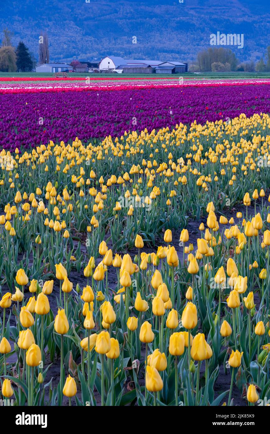 Fields of tulips and daffodils blooming at the Chilliwack Tulip ...