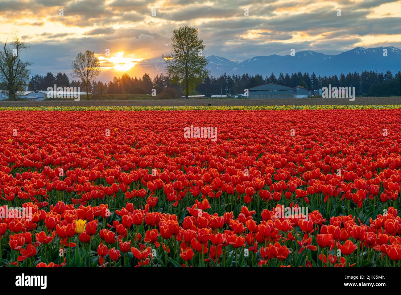 Fields of tulips and daffodils blooming at the Chilliwack Tulip ...