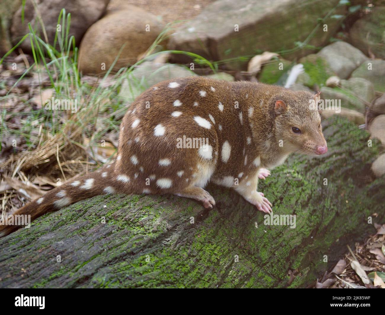 Beautiful stylish Spotted-Tailed Quoll with distinctive white markings ...
