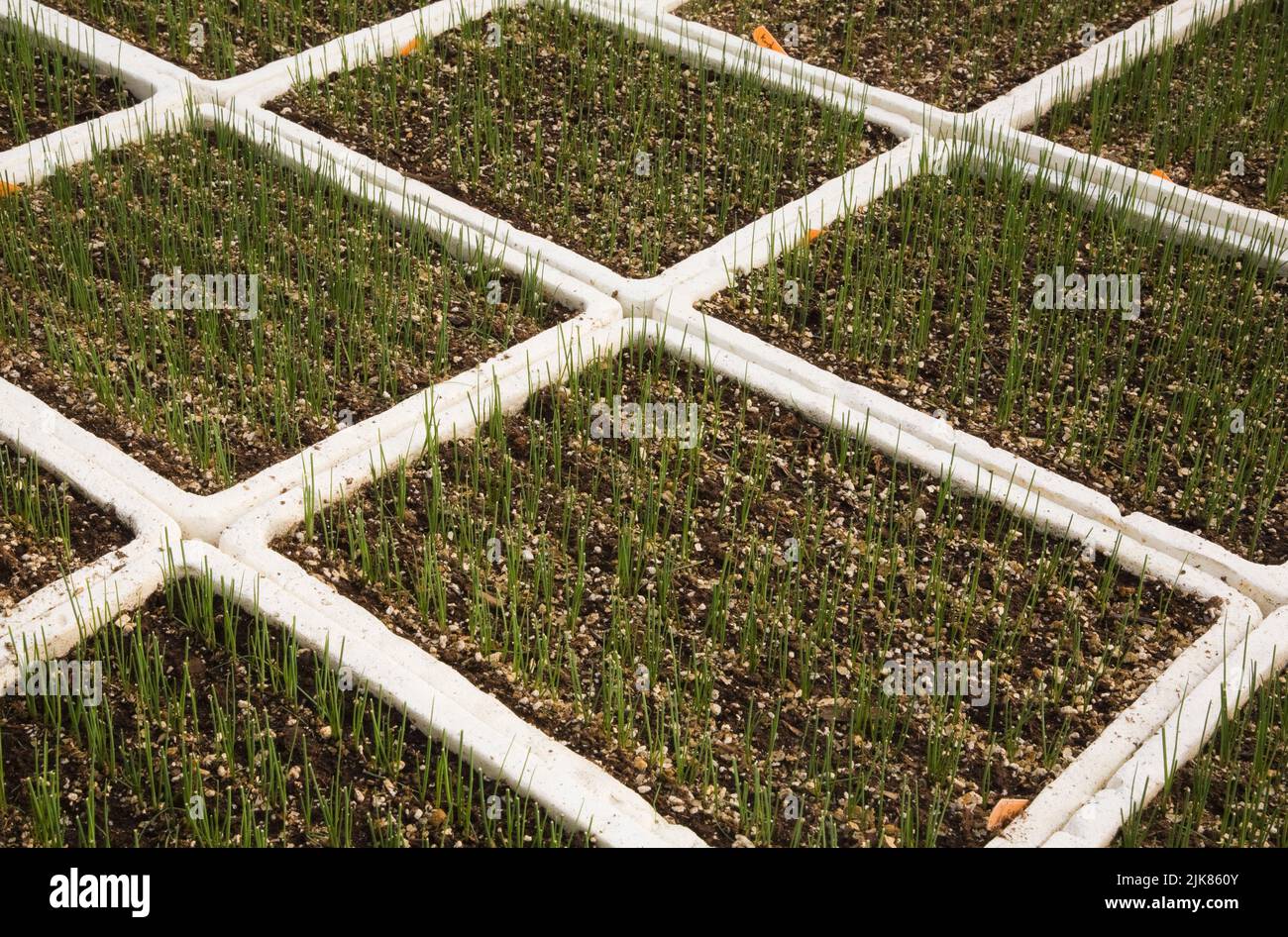 Styrofoam trays hi-res stock photography and images - Alamy