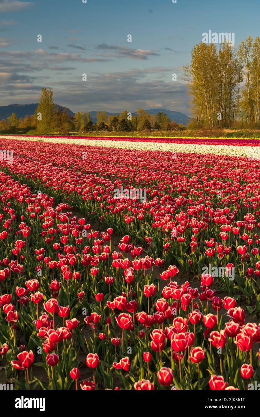 Fields of tulips and daffodils blooming at the Chilliwack Tulip ...