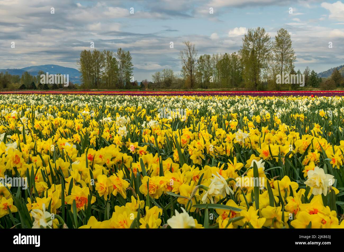 Fields of tulips and daffodils blooming at the Chilliwack Tulip ...