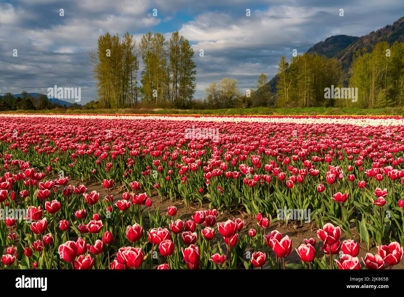 Fields of tulips and daffodils blooming at the Chilliwack Tulip ...