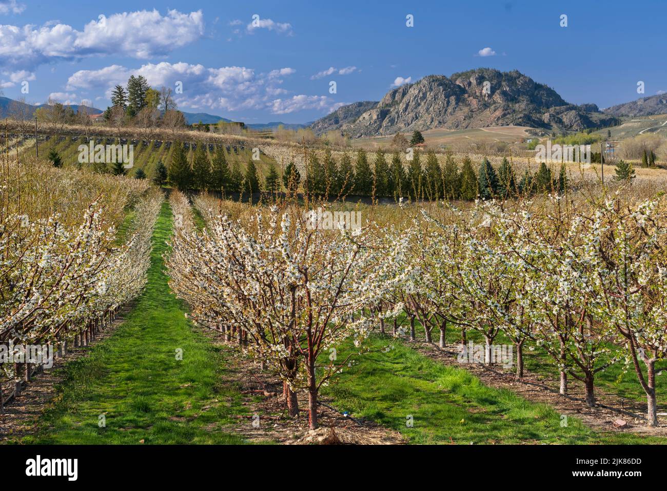Blooming fruit trees in an orchard near Osoyoos, British Columbia ...