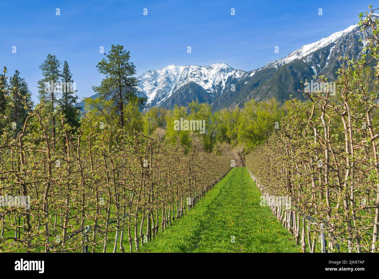 Orchard apple trees in the Similkameen River Valley, British Columbia ...