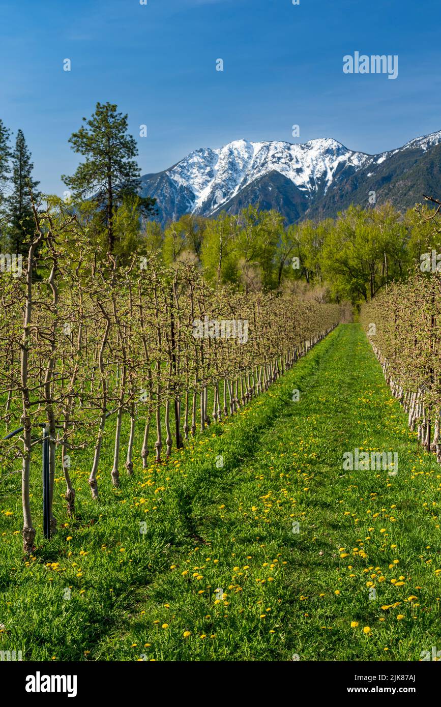 Orchard apple trees in the Similkameen River Valley, British Columbia ...