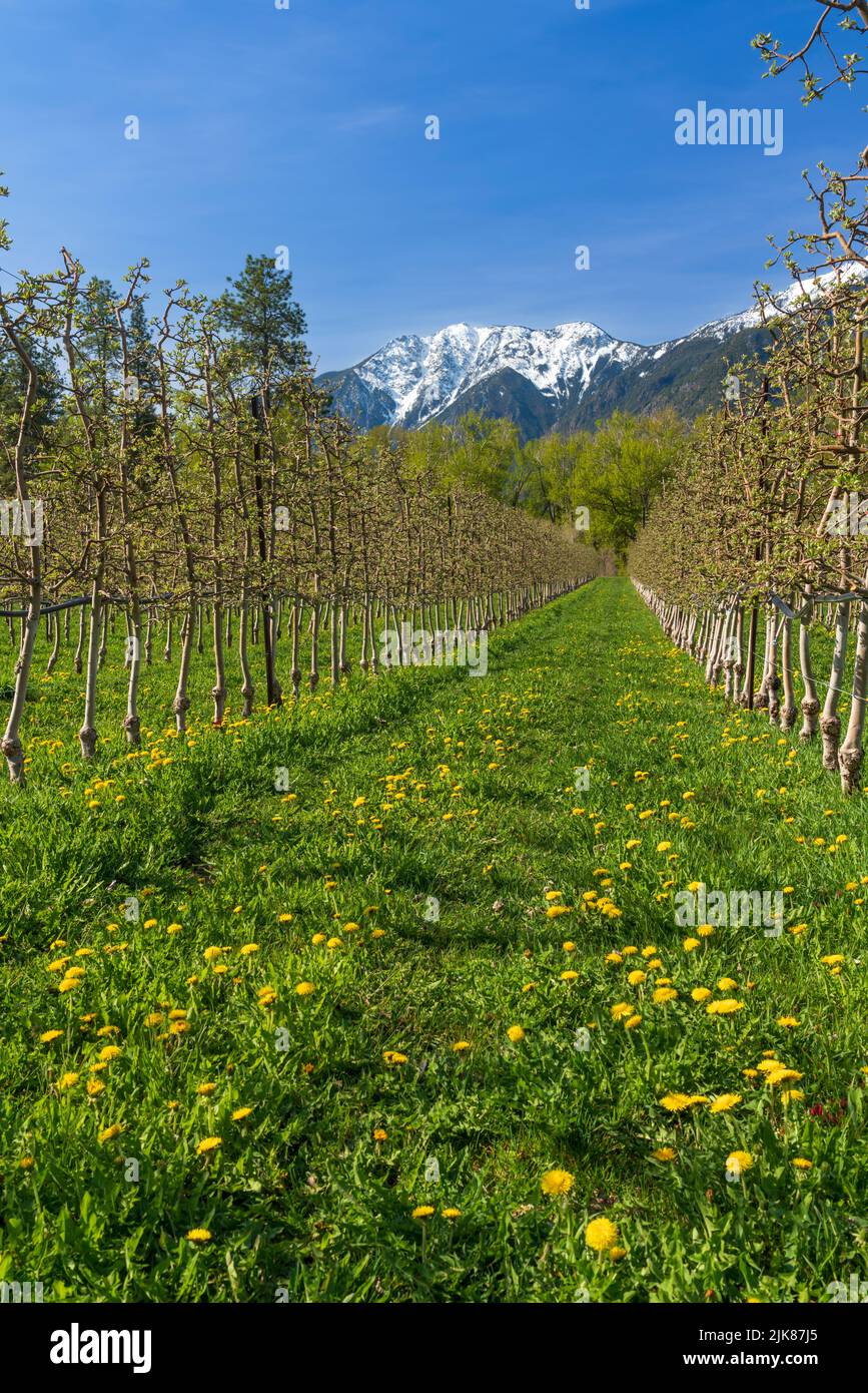 Orchard apple trees in the Similkameen River Valley, British Columbia ...