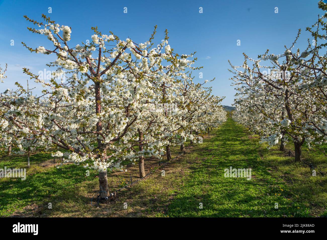 Apple Orchard Bloom