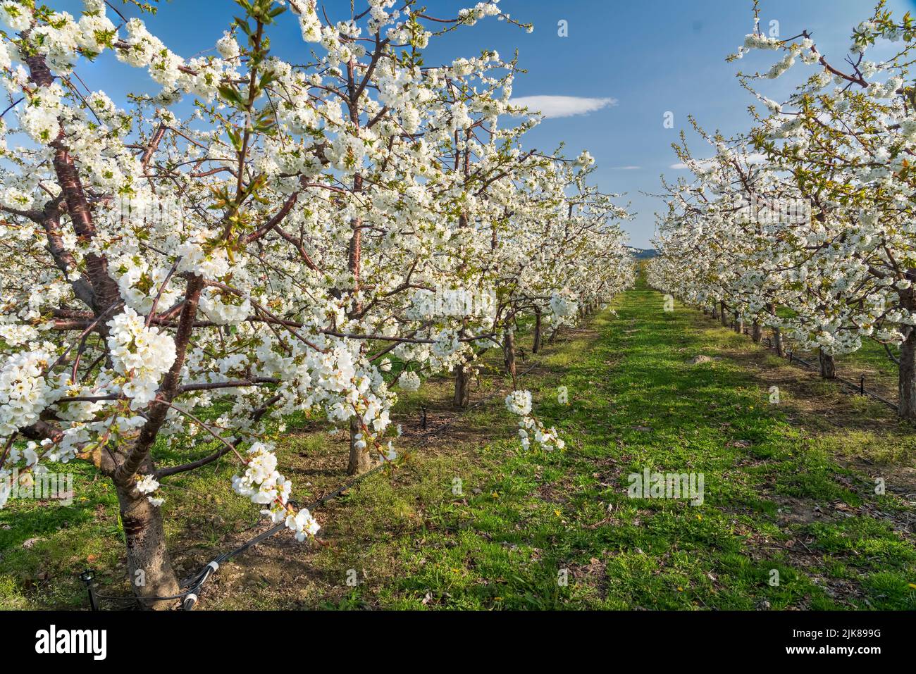 Orchard hi-res stock photography and images - Alamy