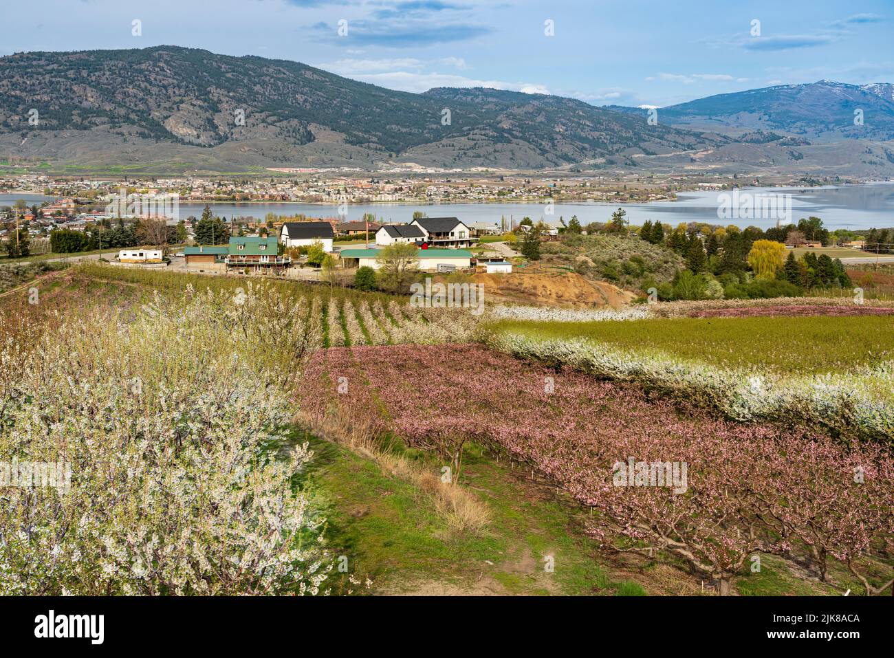 Blooming fruit trees in the orchards in the hillside above Osoyoos ...