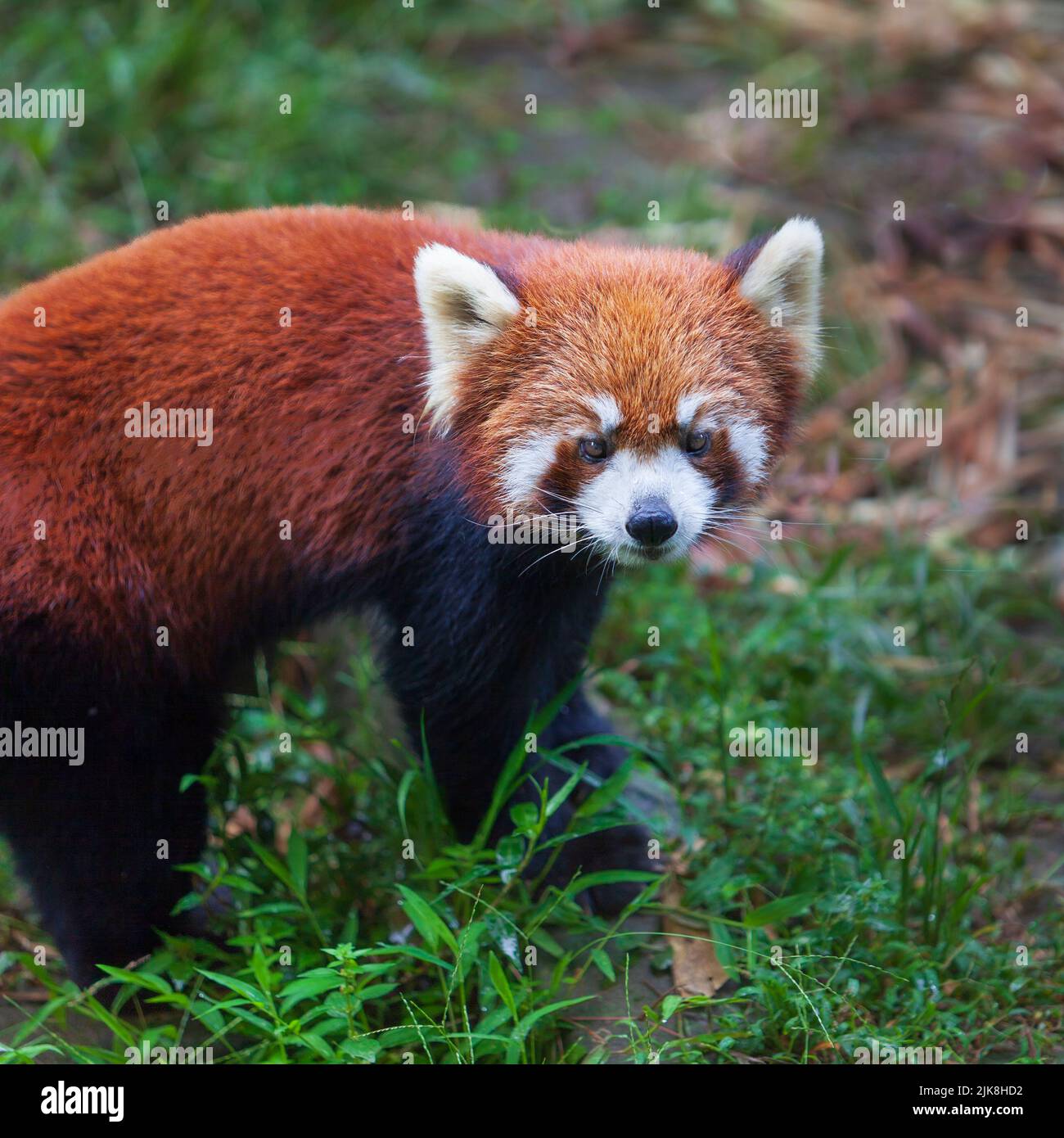 The Red Panda at the Panda Reserve in Chengdu, China, Asia Stock Photo ...