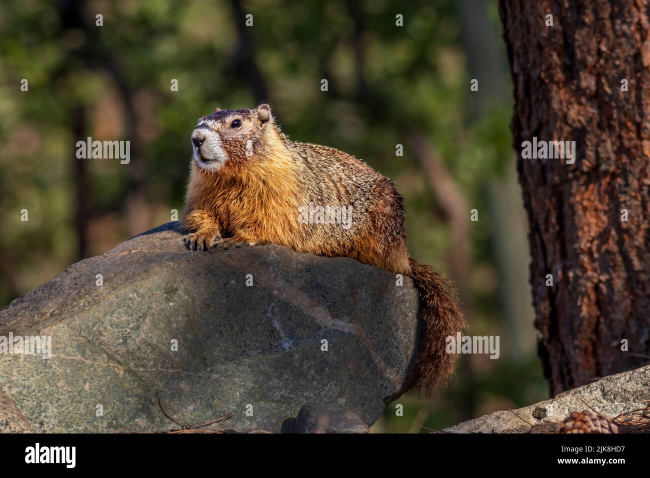 A groundhog in the orchards of the Okanagan near Keremeos, British ...