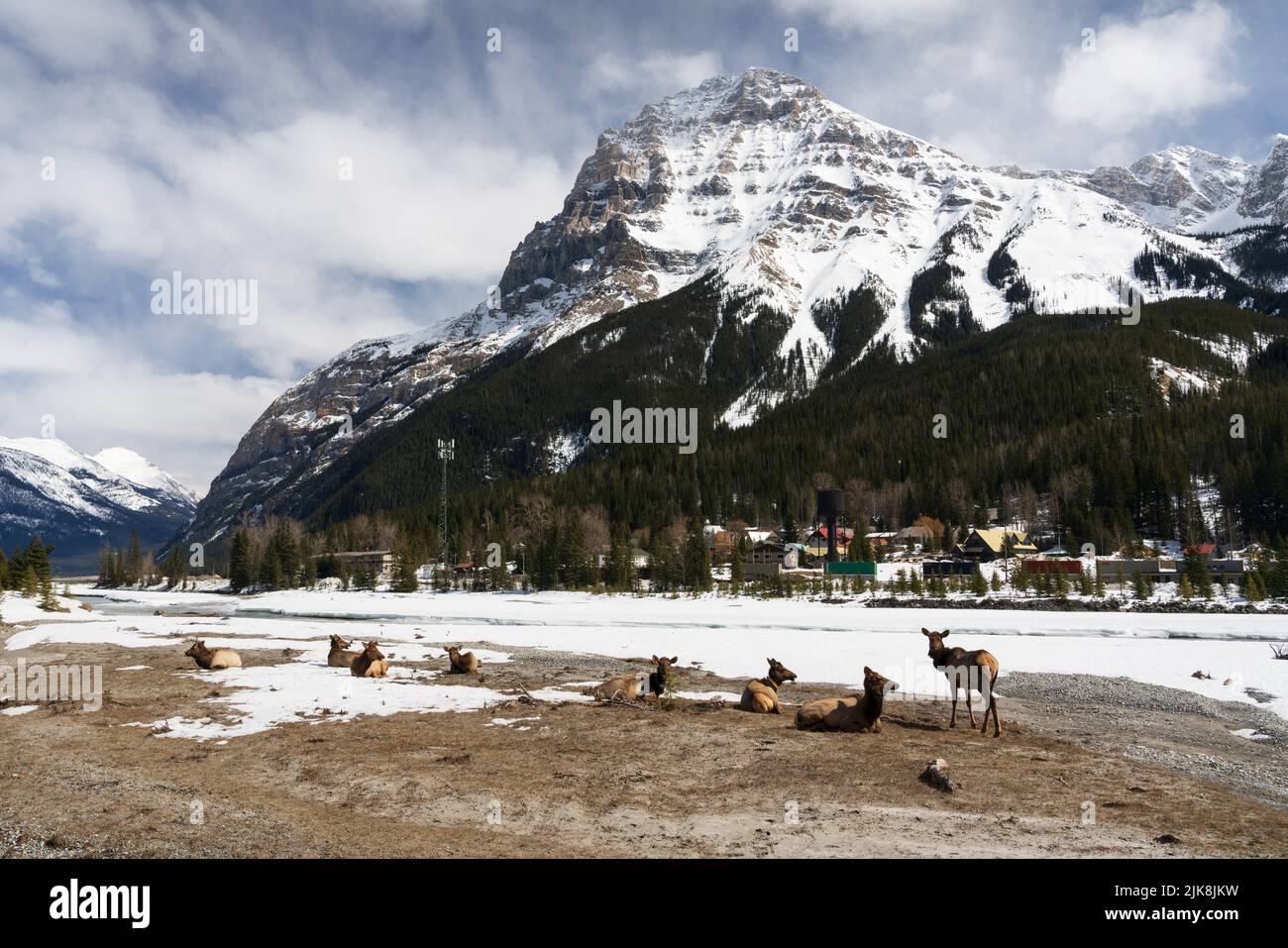 Animals of british columbia hi-res stock photography and images - Alamy