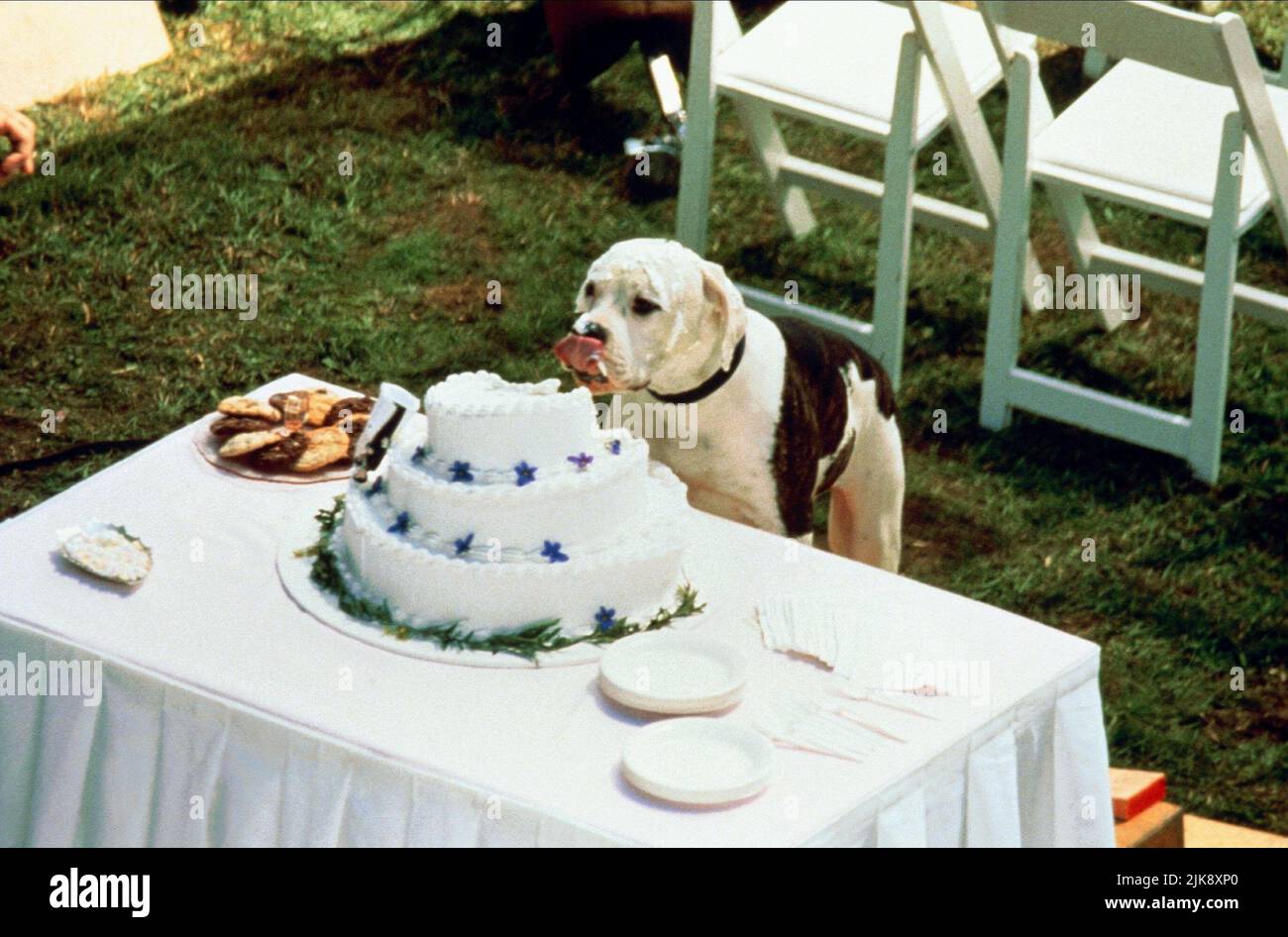 Veronica lauren homeward bound incredible hi-res stock photography and ...