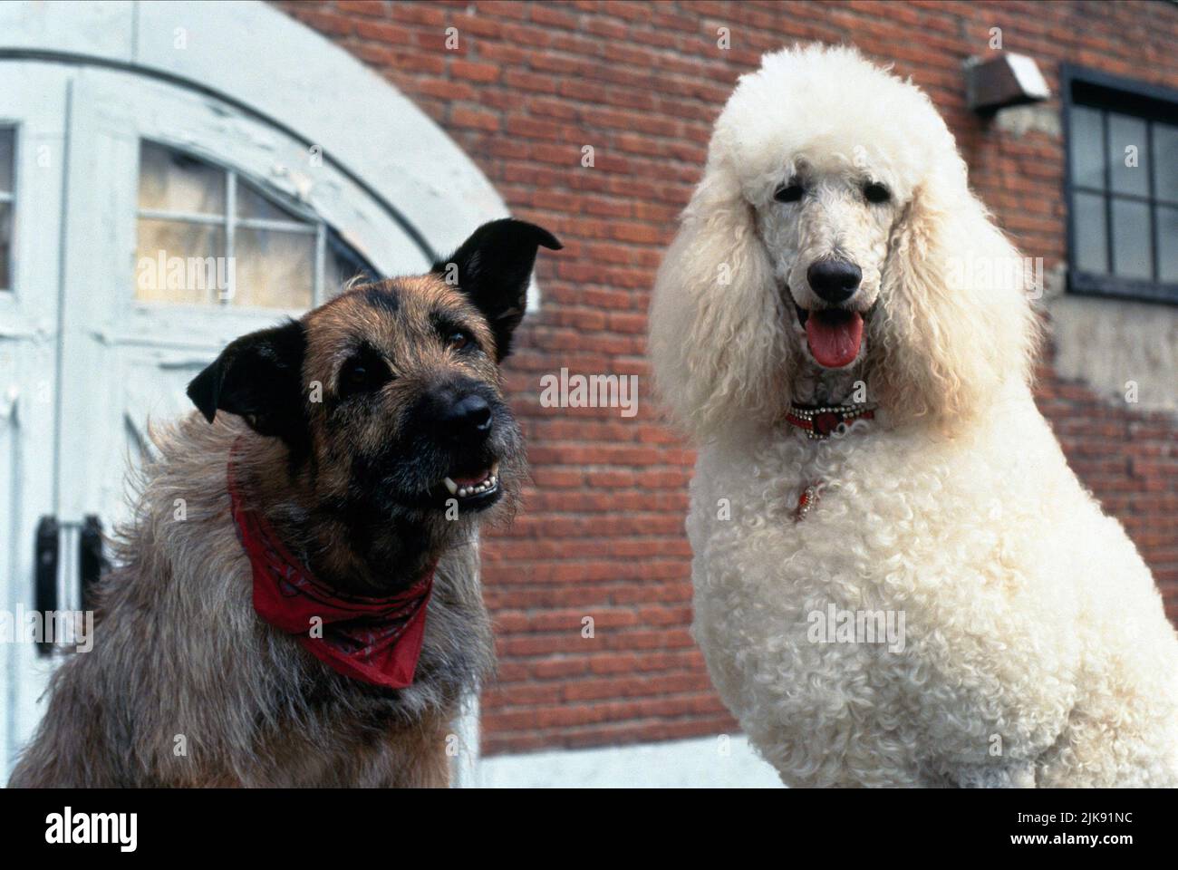 Dogs Film Look Who'S Talking Now (USA 1993) Director: Tom Ropelewski 05 November 1993 **WARNING ...