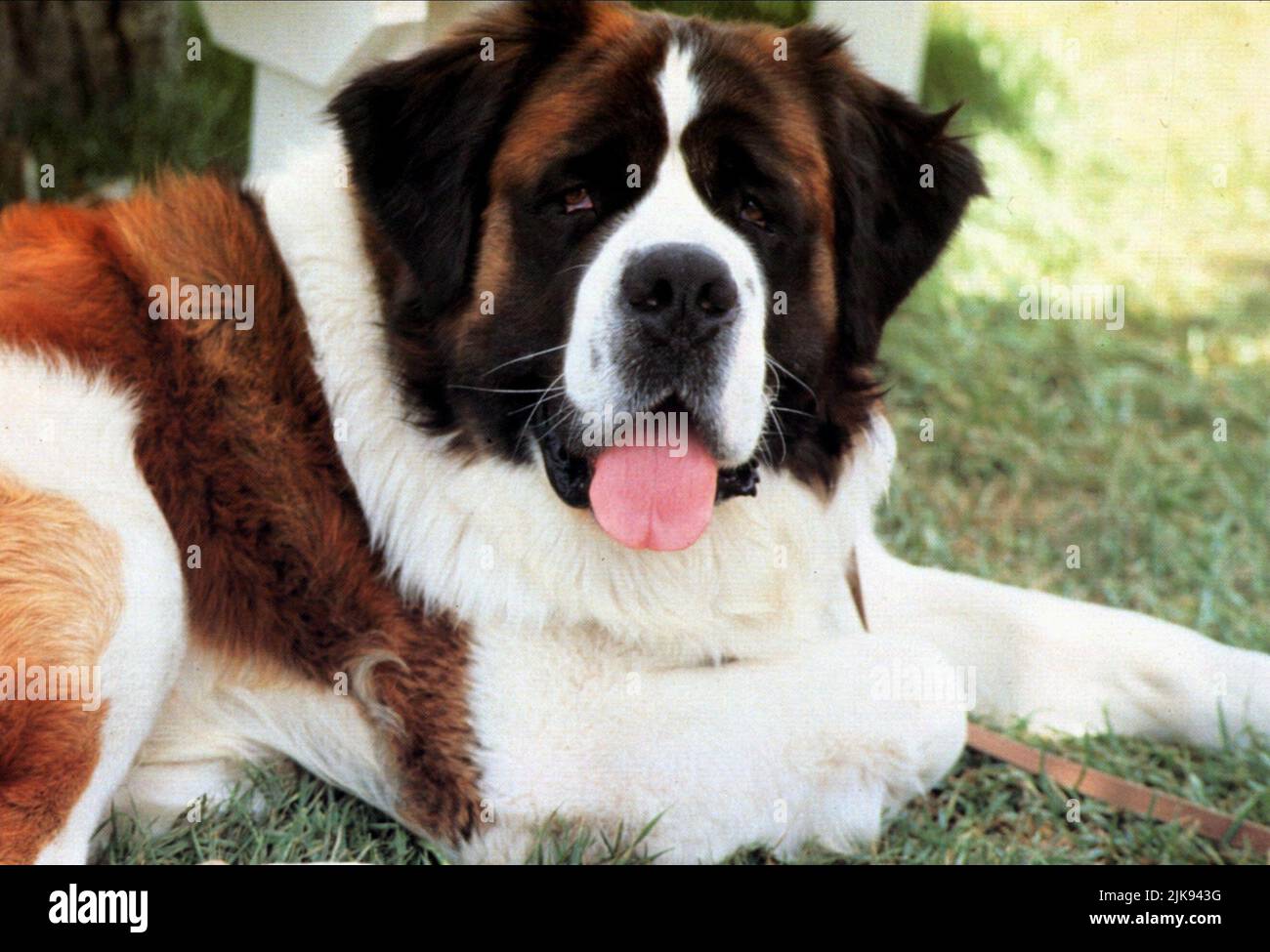 Beethoven Movie Puppies Beethoven Movie Puppies
