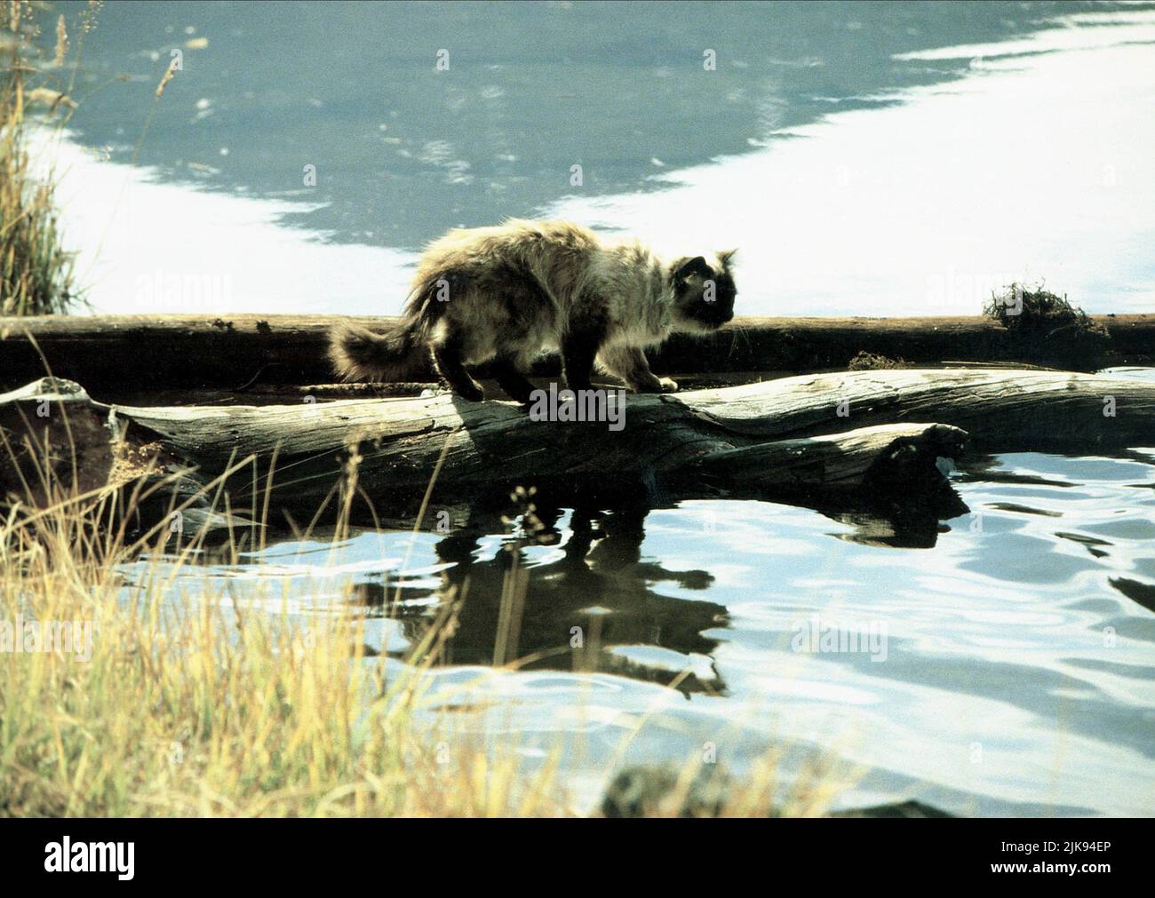 Veronica Lauren & Shadow Film: Homeward Bound: The Incredible Journey ...