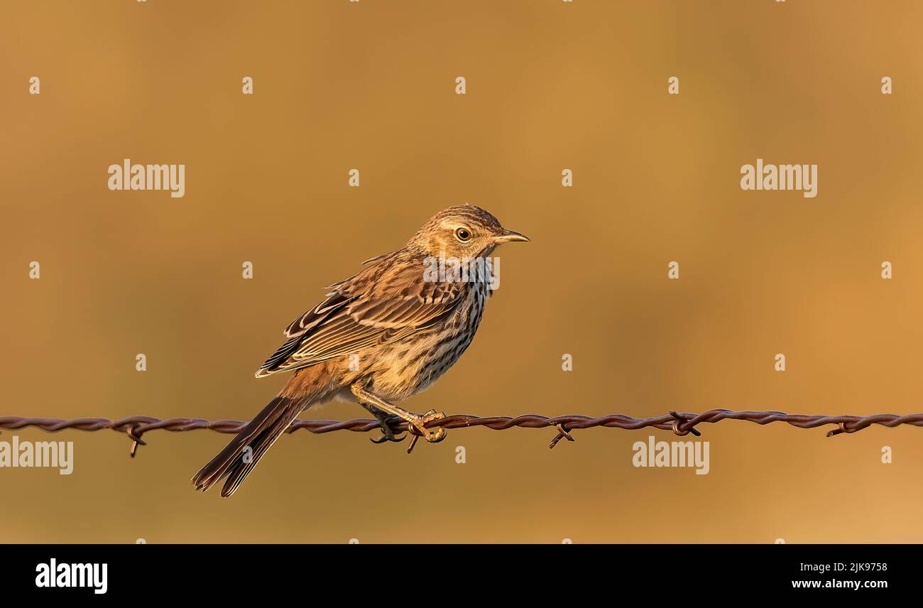 Streaks on wing hi-res stock photography and images - Alamy