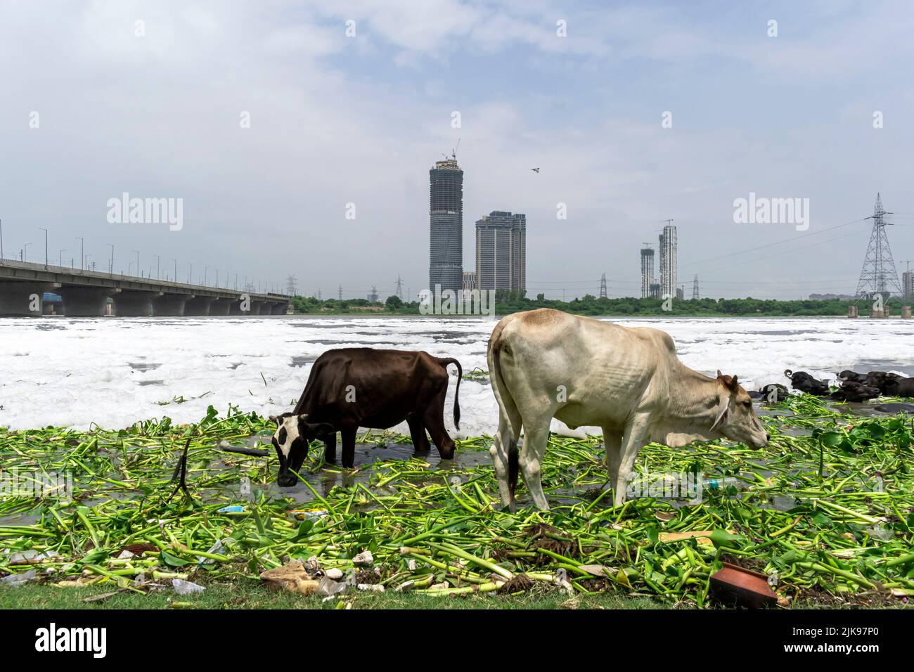 New Delhi, India. 31st July, 2022. Cattle bath in the heavily polluted ...