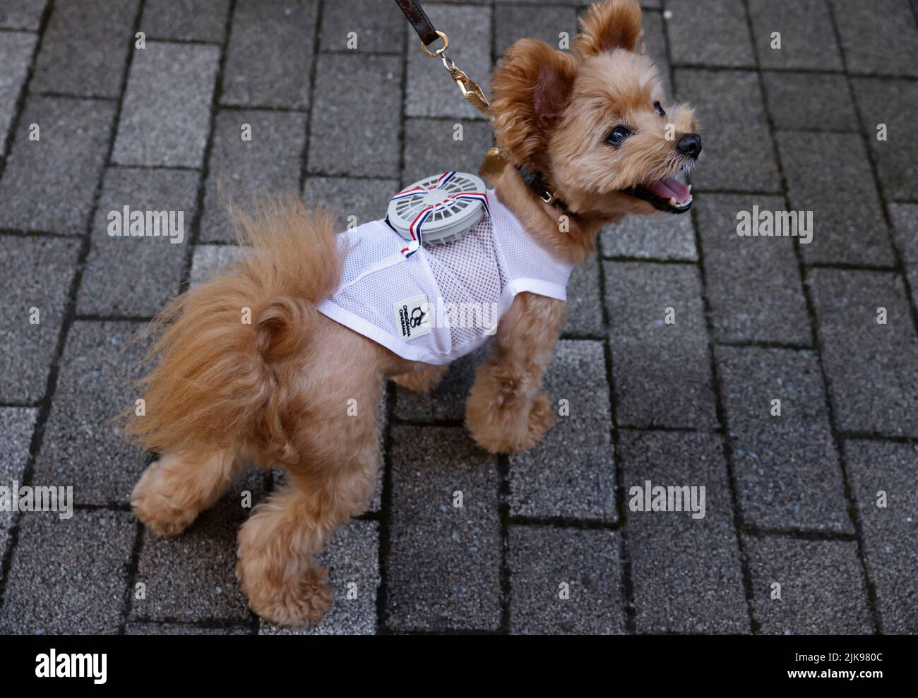 Poodle mix pomeranian hi-res stock photography and images - Alamy