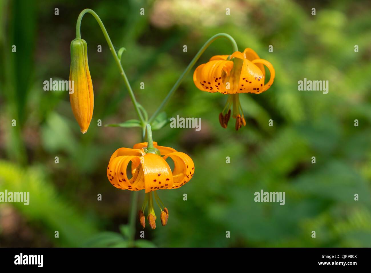 Oregon Lily (Lilium Columbianum) in the Cascade Mountains of Oregon ...