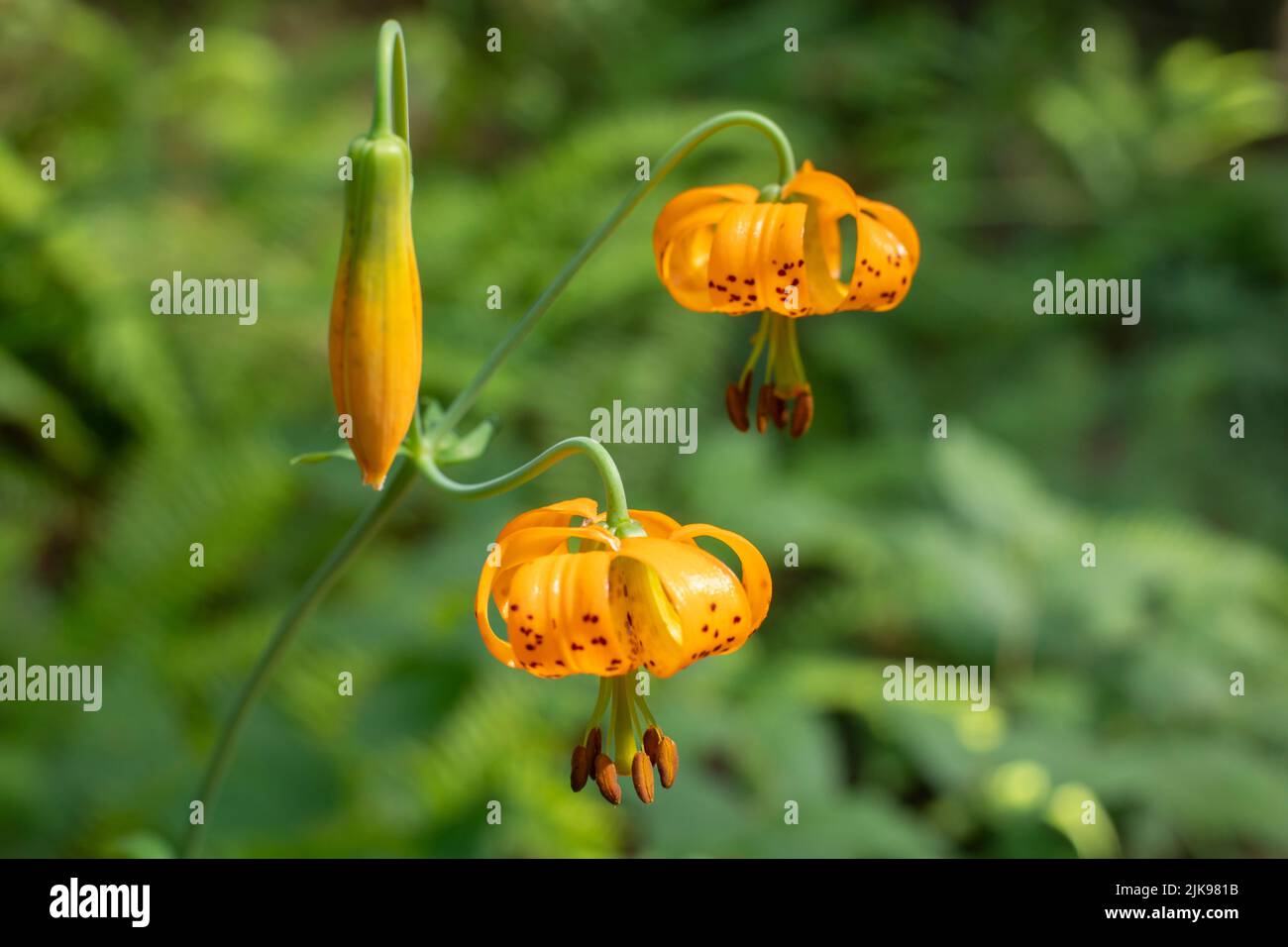 Oregon Lily (Lilium Columbianum) in the Cascade Mountains of Oregon ...