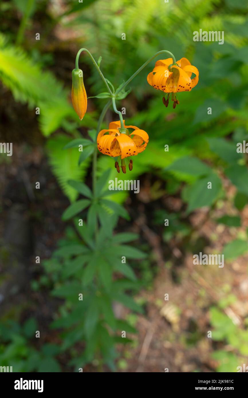 Oregon Lily (Lilium Columbianum) in the Cascade Mountains of Oregon ...