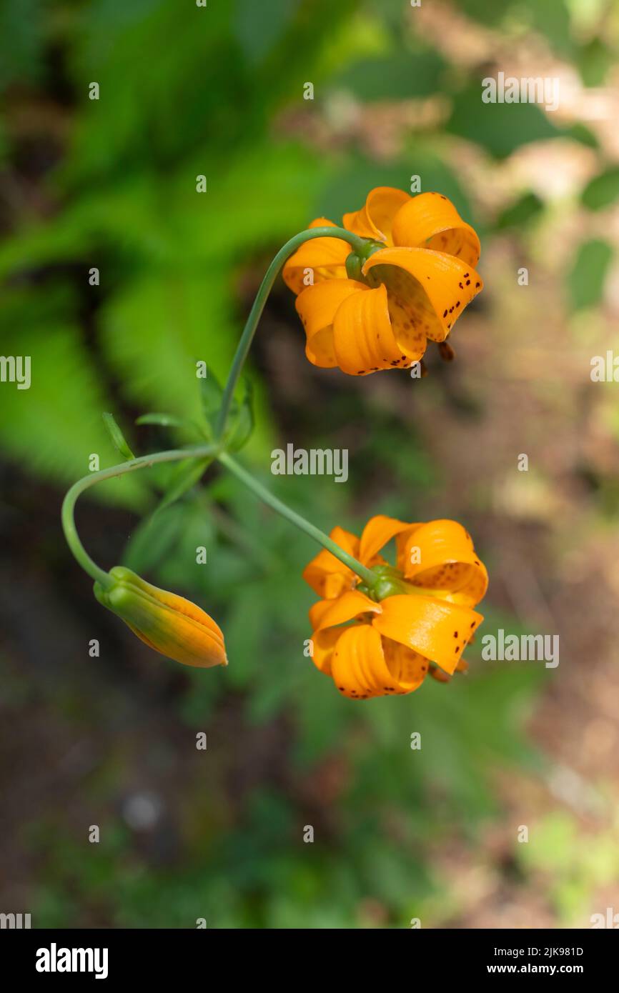 Oregon Lily (Lilium Columbianum) in the Cascade Mountains of Oregon ...