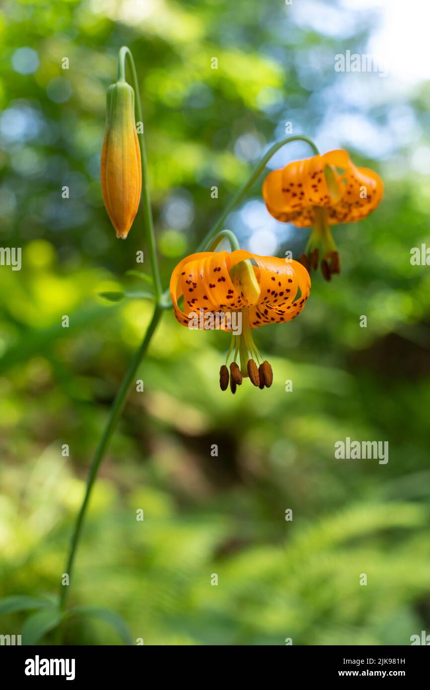 Oregon Lily (Lilium Columbianum) in the Cascade Mountains of Oregon ...