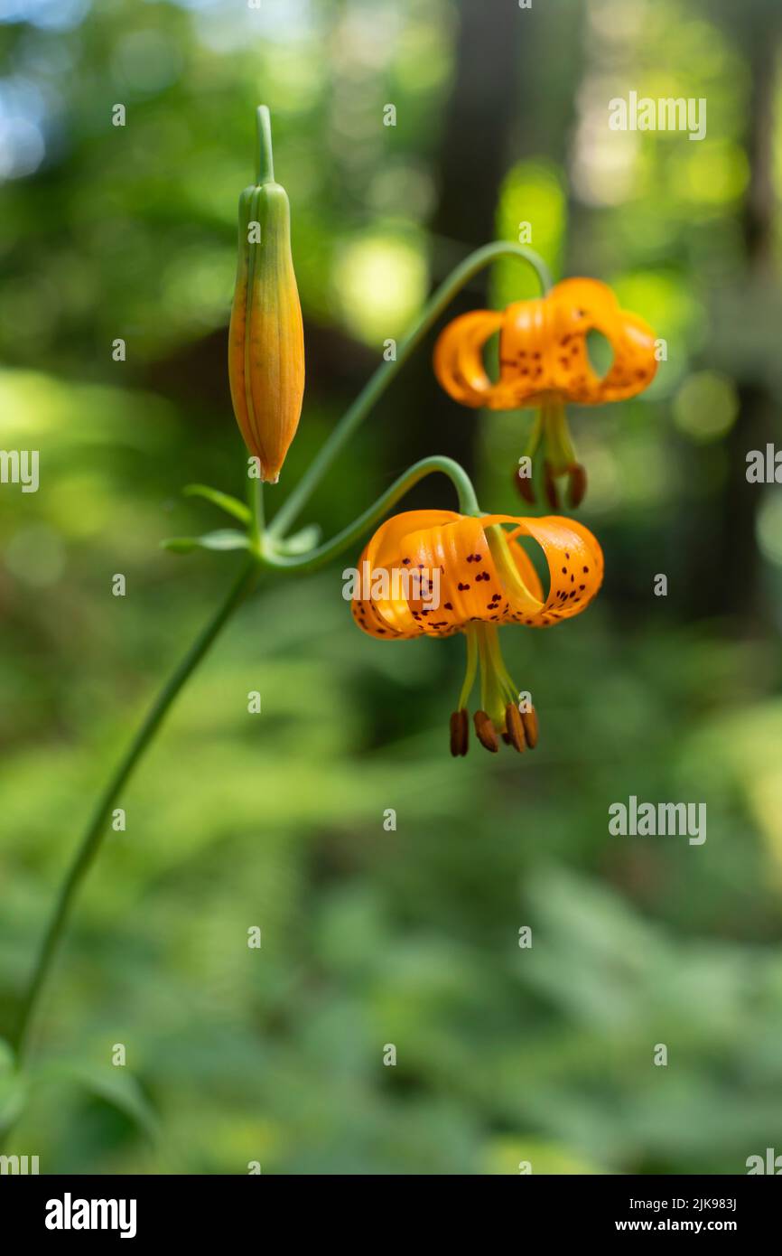 Oregon Lily (Lilium Columbianum) in the Cascade Mountains of Oregon ...