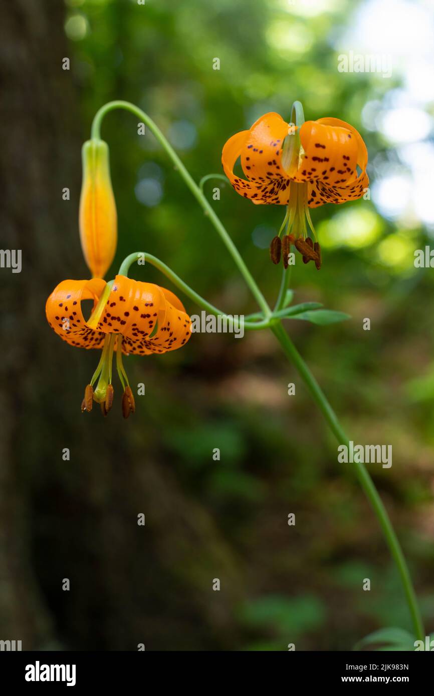 Oregon Lily (Lilium Columbianum) in the Cascade Mountains of Oregon ...