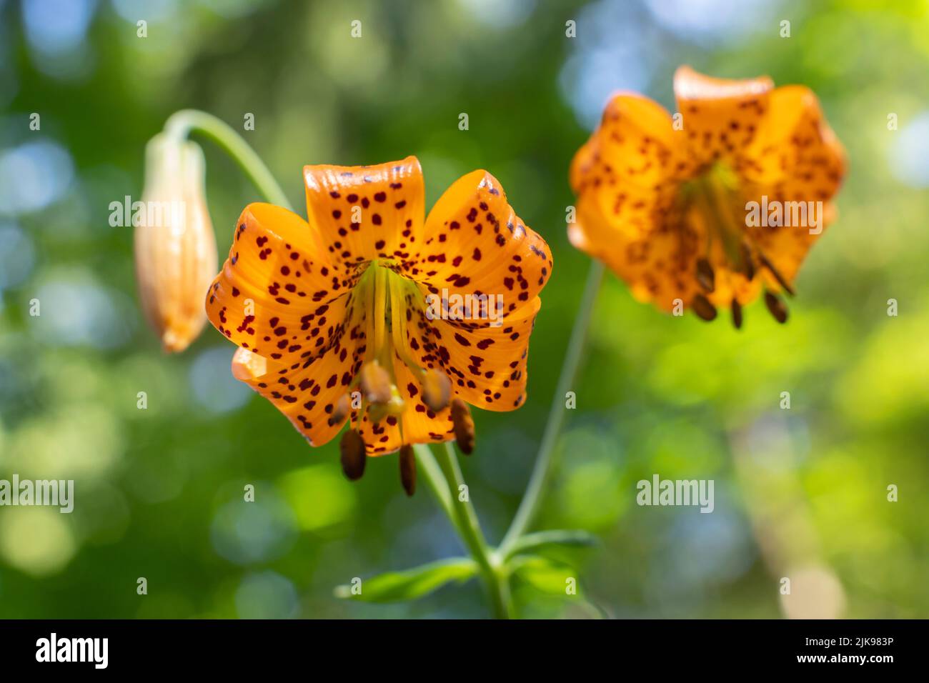 Oregon Lily (Lilium Columbianum) in the Cascade Mountains of Oregon ...