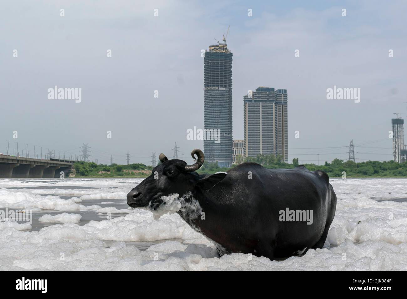 New Delhi, Delhi, India. 31st July, 2022. Cattle bath in the heavily ...