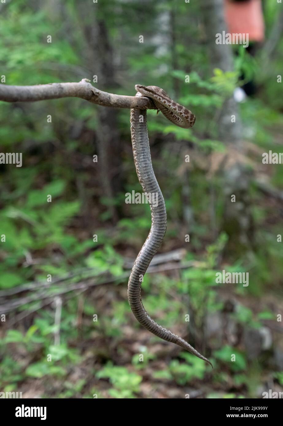 Short tailed viper hi-res stock photography and images - Alamy