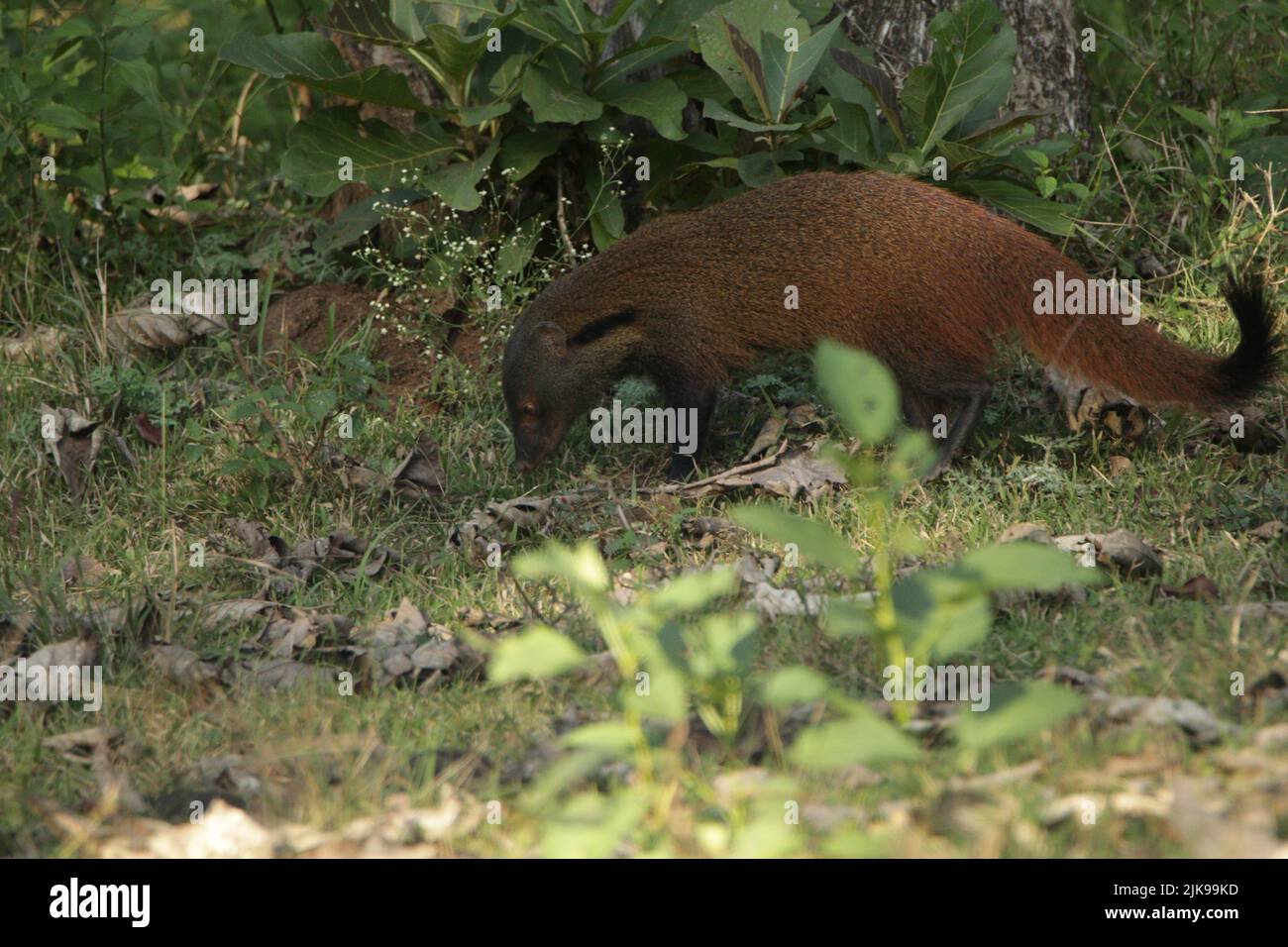 Stripe Mongoose in Nagaegole National Park, India Stock Photo - Alamy
