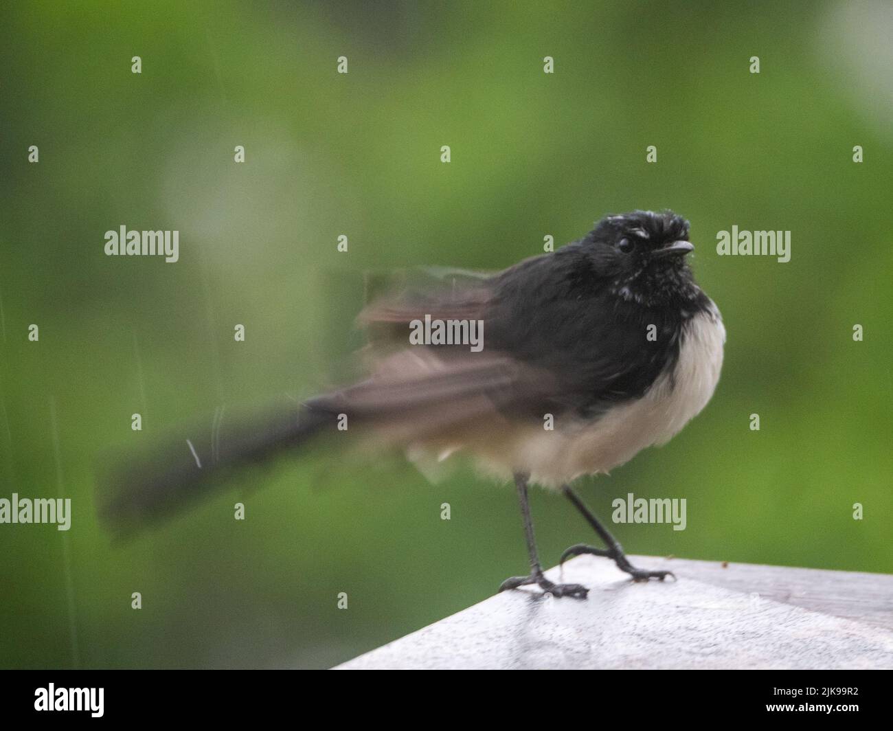 Willie wagtail fantail australia rhipidura leucophrys hi-res stock ...