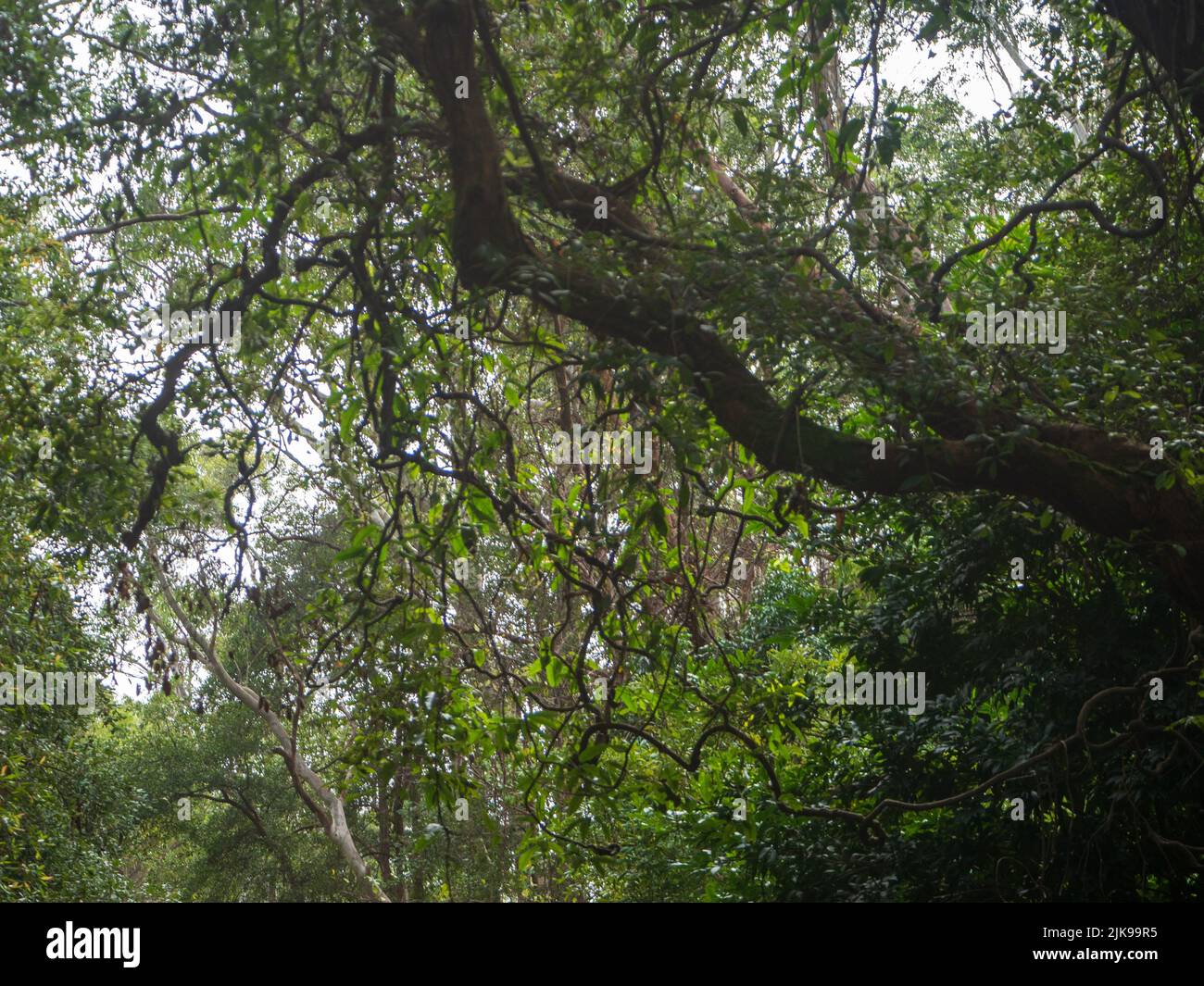 Oxygen, beautiful leafy green trees in the Australian bush with ...