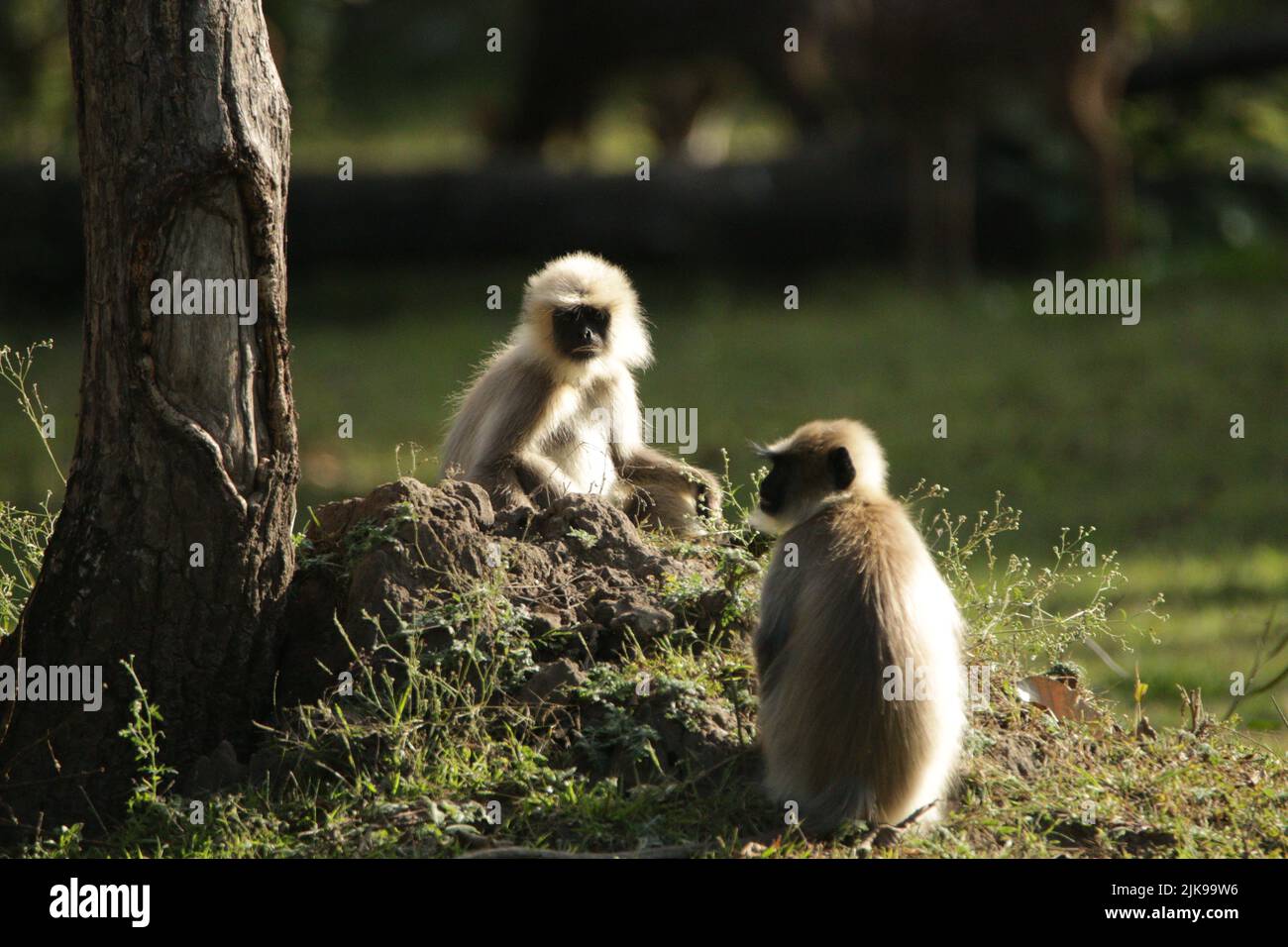 Grey langar in Nagarhole National Park, India Stock Photo - Alamy