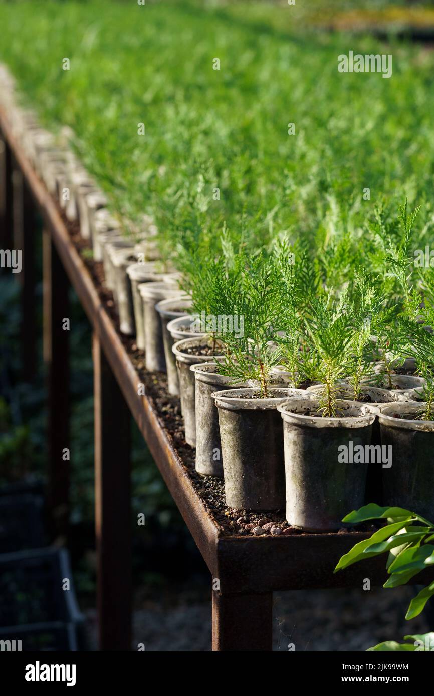Young coniferous trees grow in small pots put on counter in long rows ...
