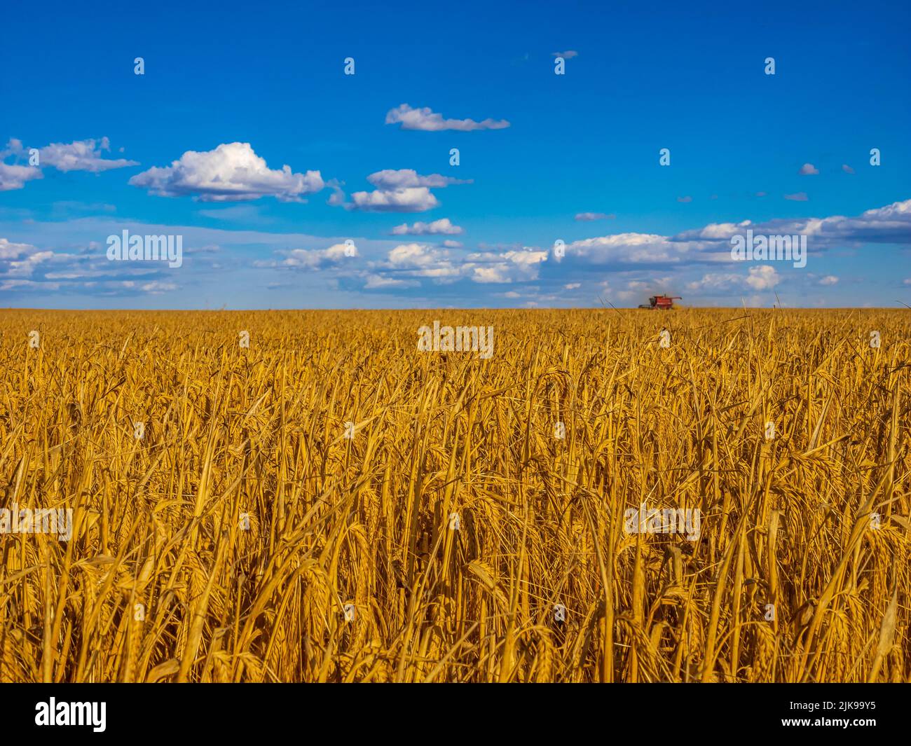 Harvesting a barley crop on the Canadian prairies Stock Photo - Alamy