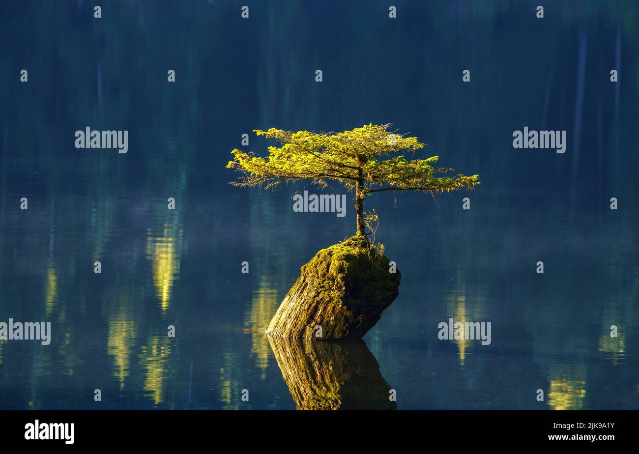 Small evergreen tree hi-res stock photography and images - Alamy