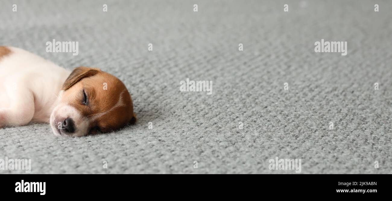 Cute sleeping puppy on bed Stock Photo - Alamy